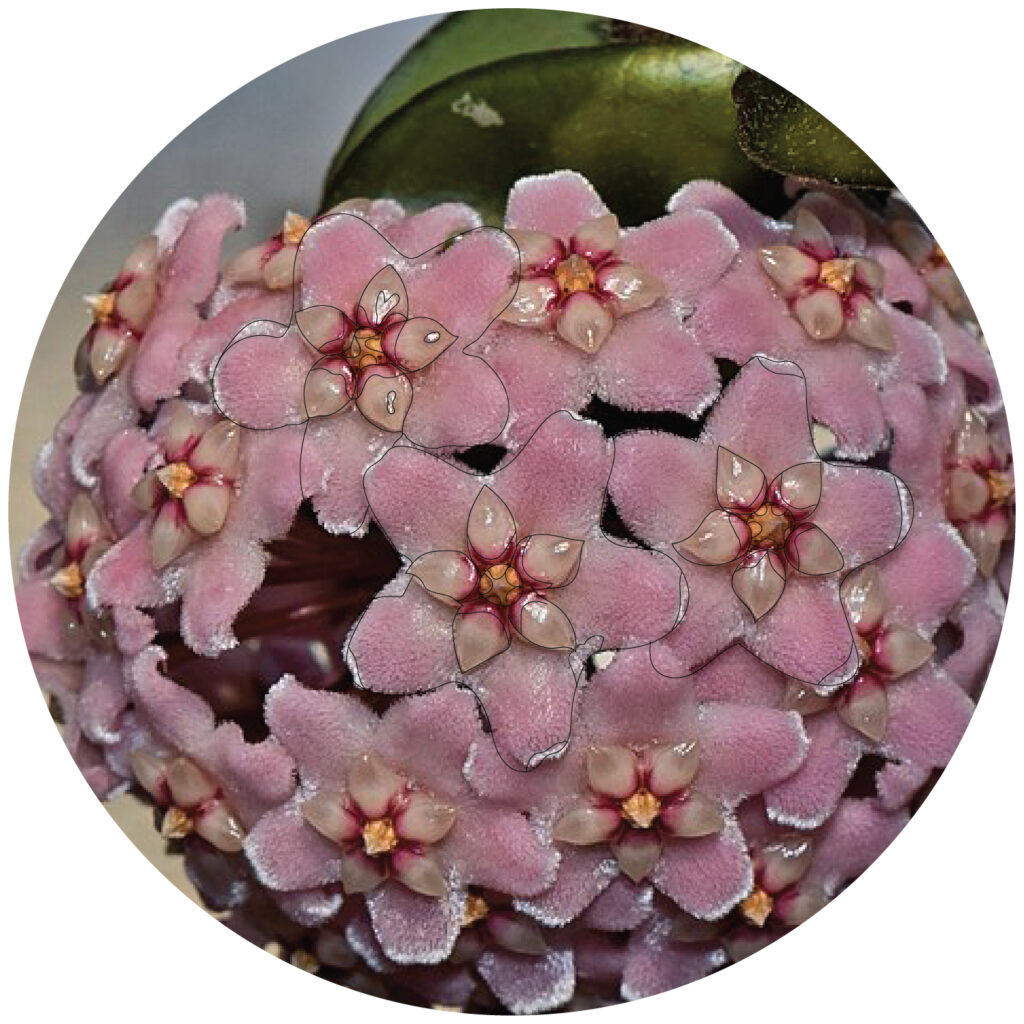 Hoya Carnosa Bloom Hand Embroidery Pattern – Potter Upper