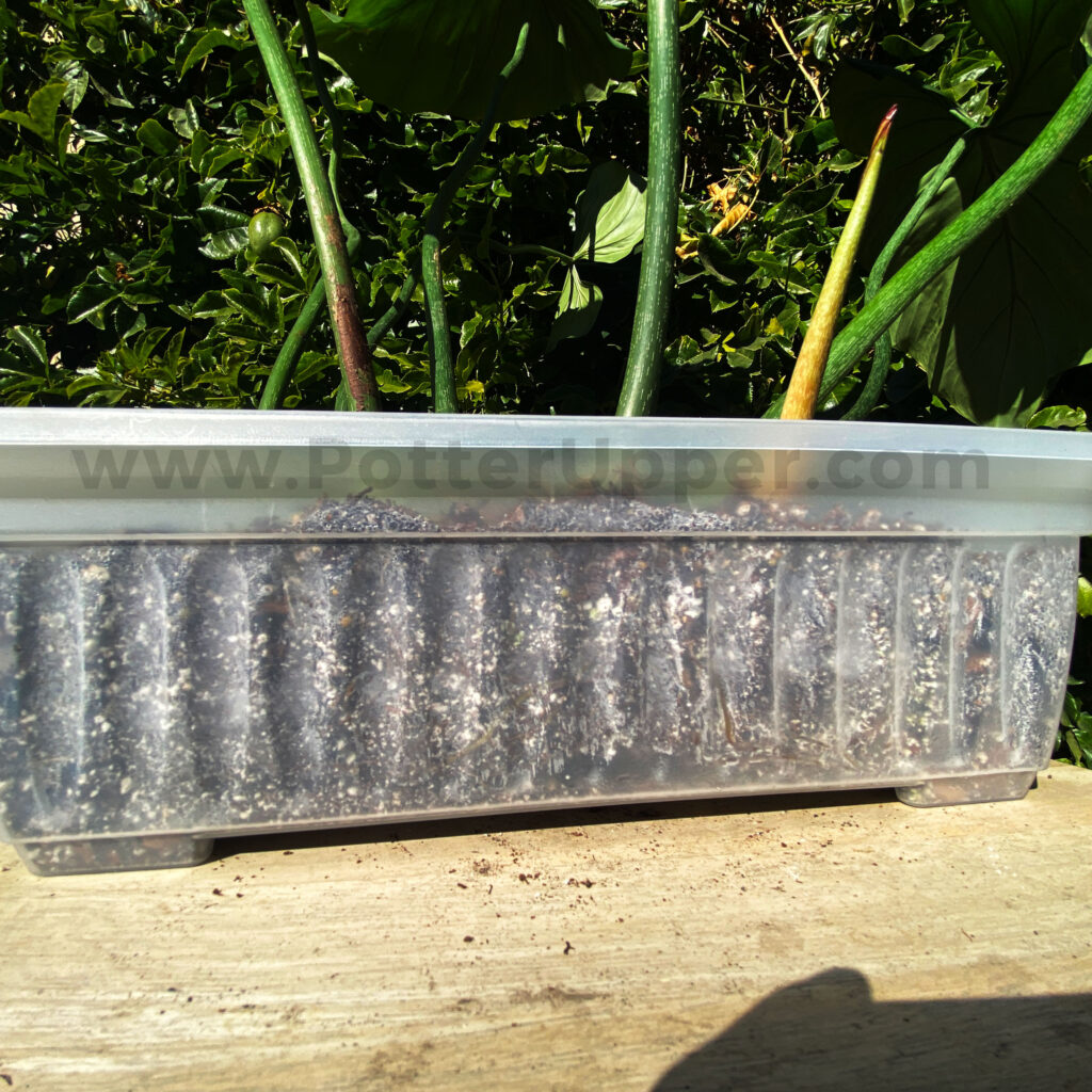 17″ Rectangular Translucent Planter Pots for Houseplants, Aroids ...