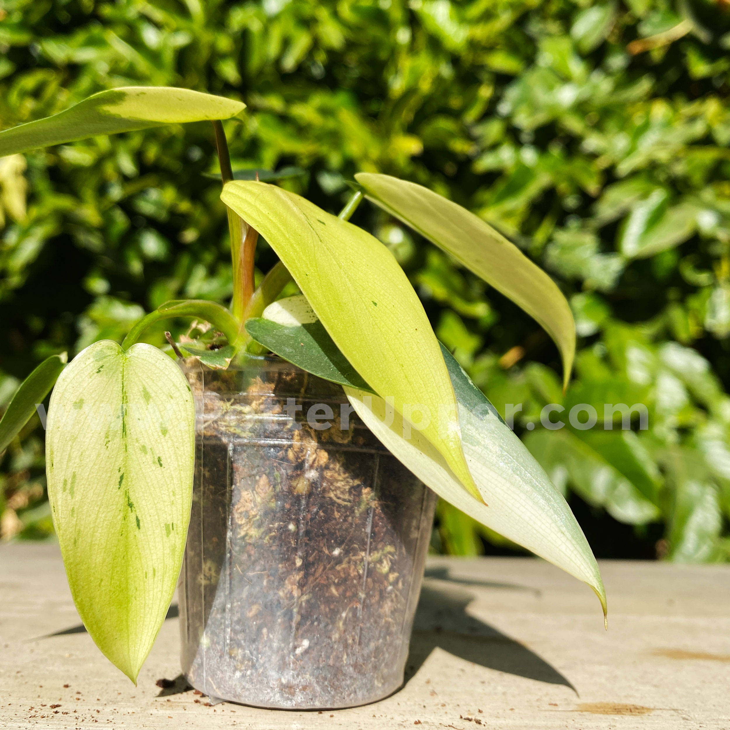 7″ Clear Transparent Pots, with Side Vents, Anti-Spiral Pots for ...
