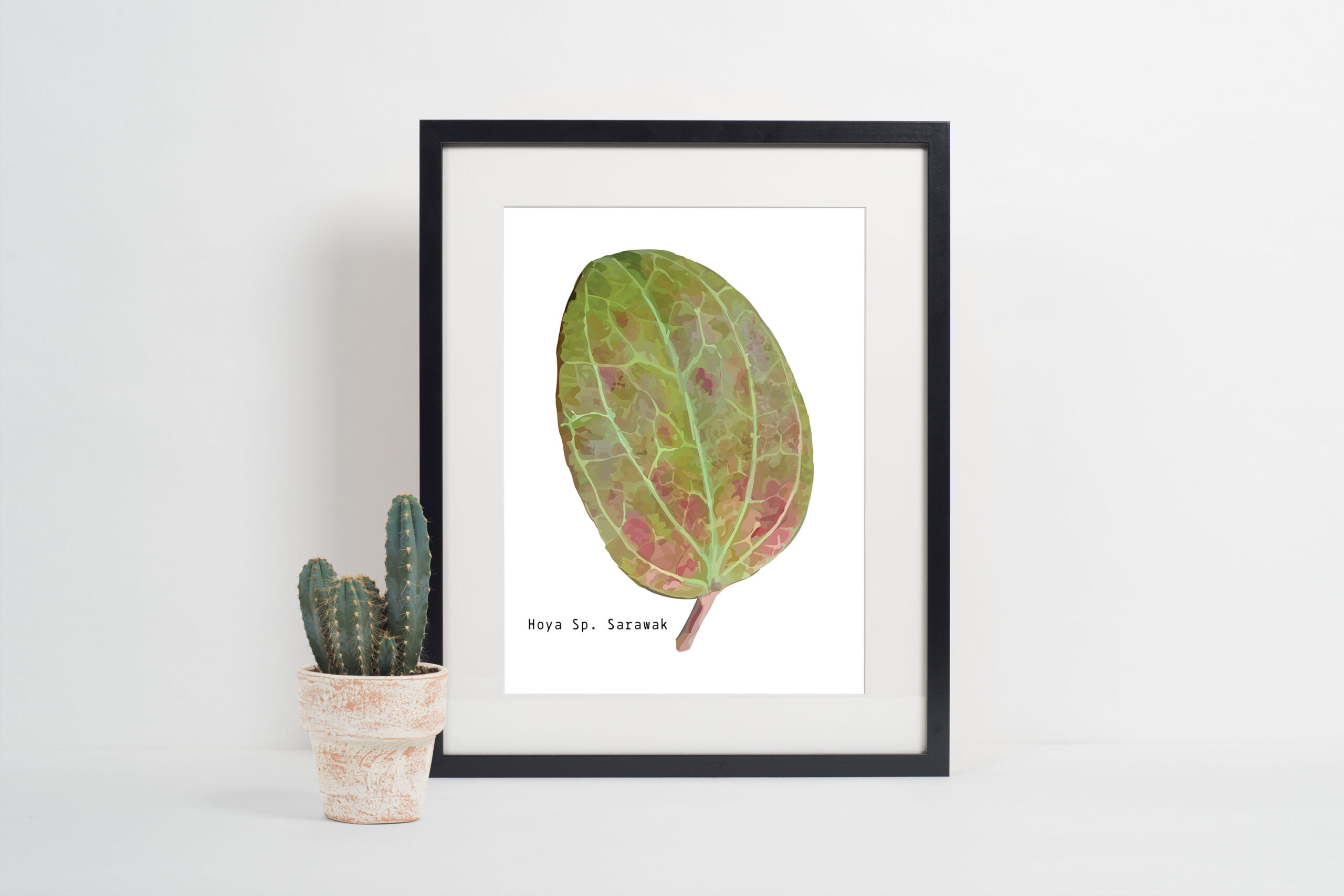 Hoya Sp. Sarawak Free Digital Download – Potter Upper