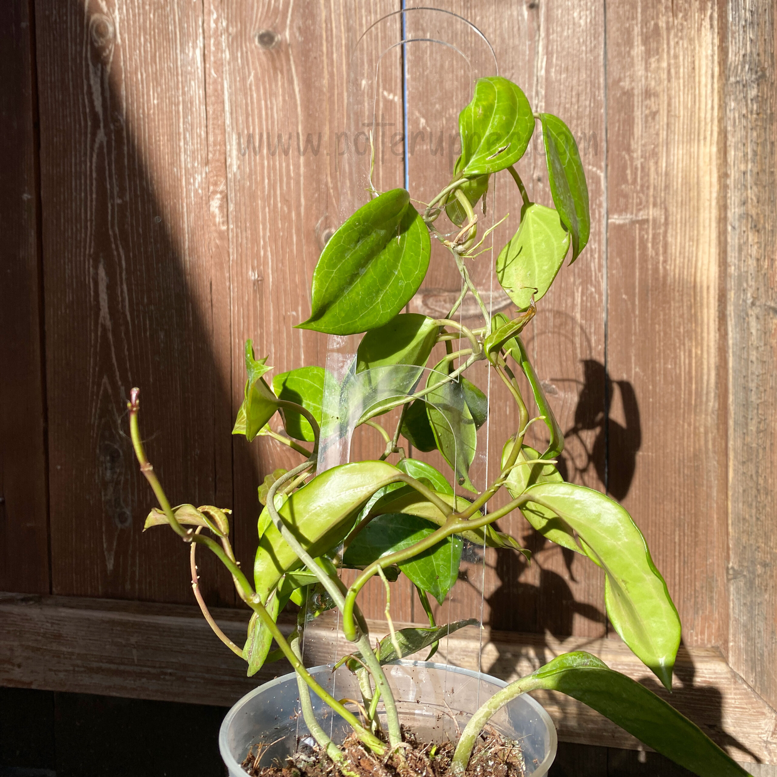 Trellises – Potter Upper