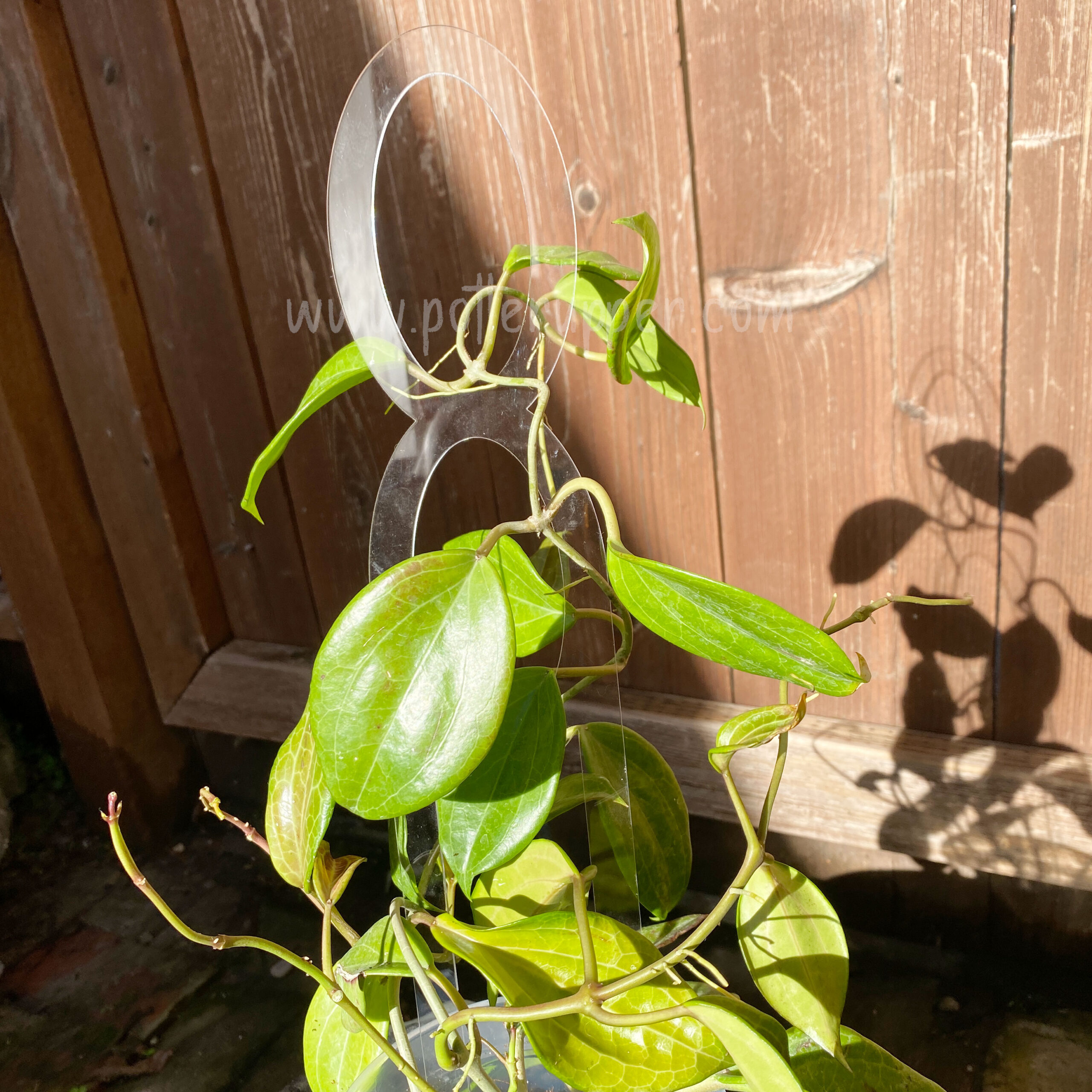 Trellises – Potter Upper