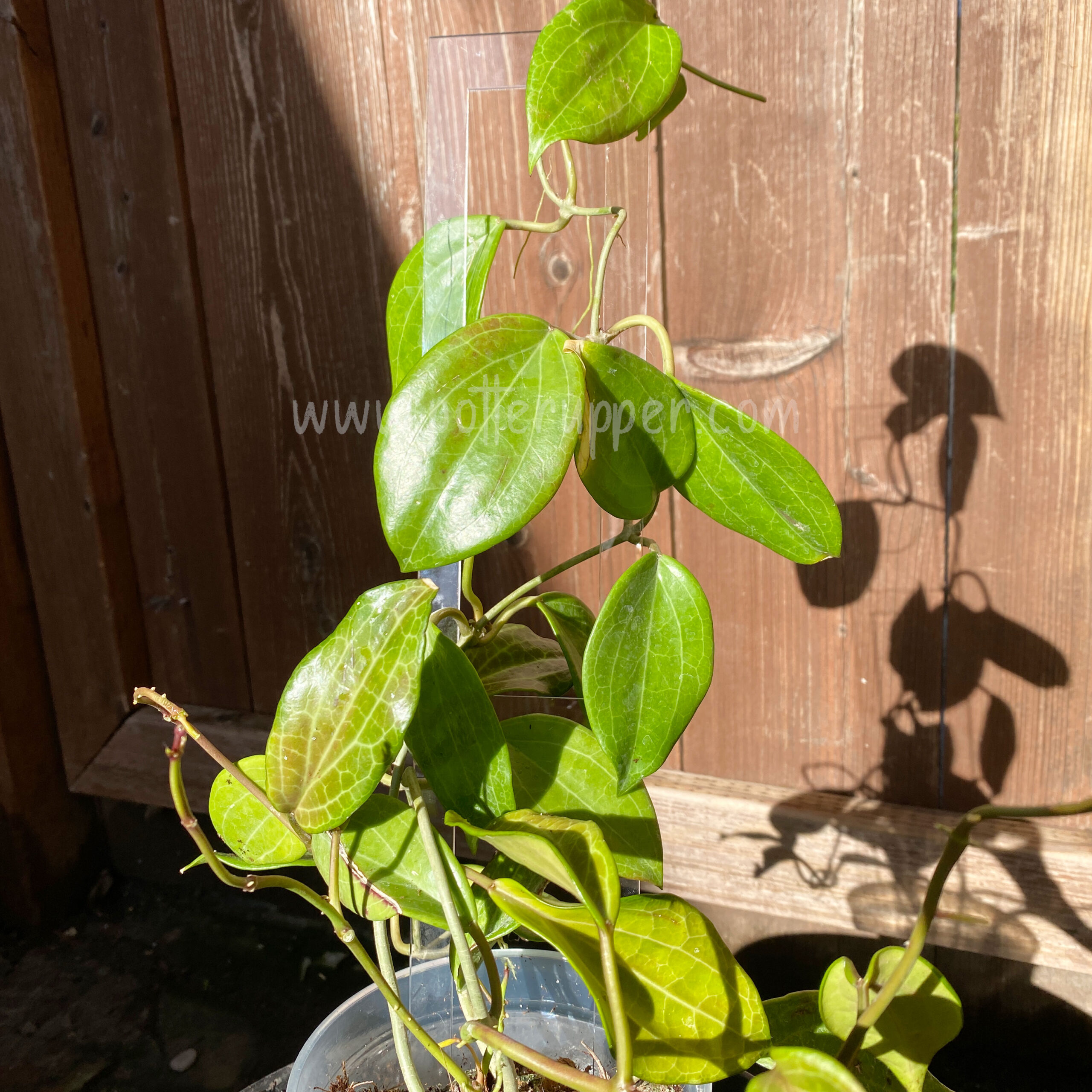 Hoya Acrylic Trellis, 18″ Long, Ladder Style AT2, Pack of 5 – Potter Upper