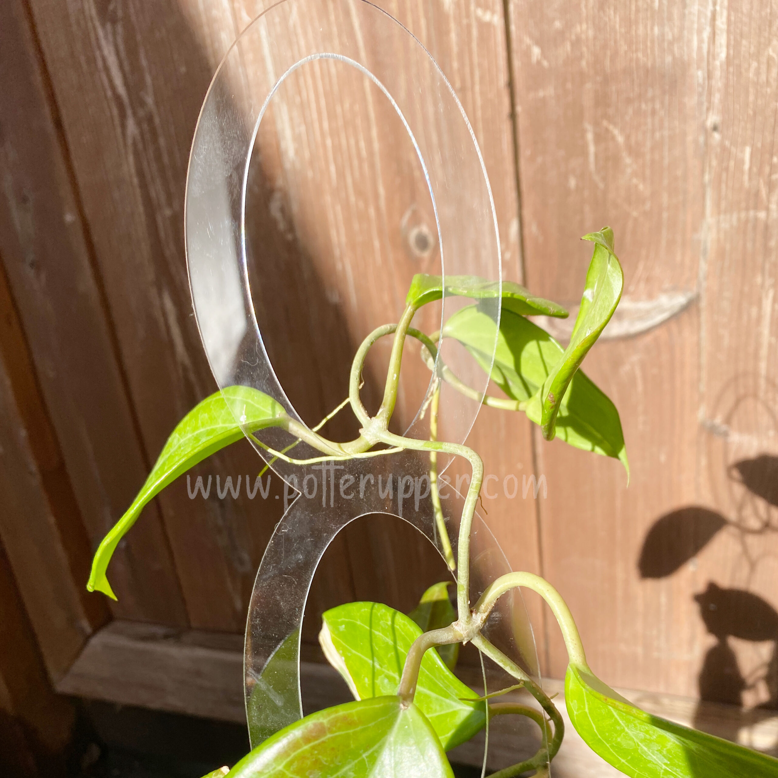 Hoya Acrylic Trellis, 18″ Long, Double Hoop AT3, Pack of 5 – Potter Upper