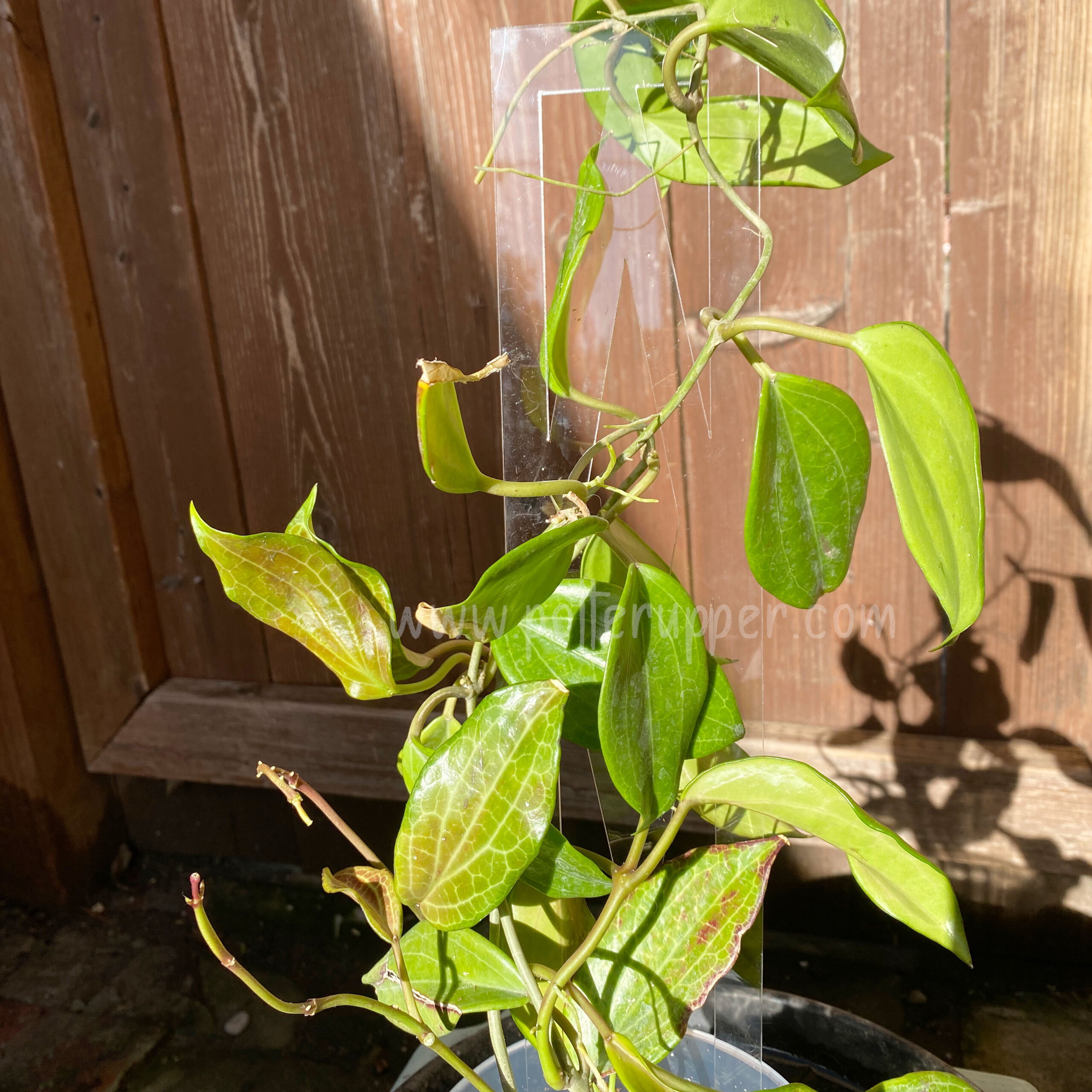 Hoya Acrylic Trellis, 18″ Long, Diamond Design AT4, Pack of 5 – Potter ...